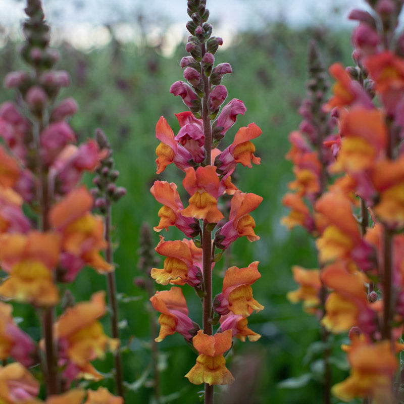 Snapdragon Opus Early Bronze – Floret Library