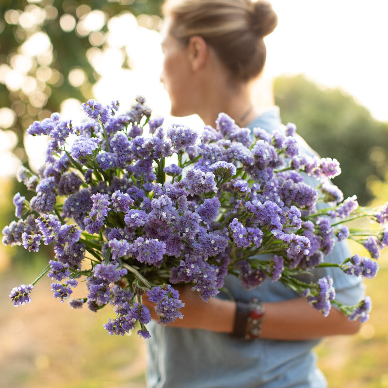 Blue Statice Flower Statice Crystal Dark Blue 75cm | Wholesale Dutch