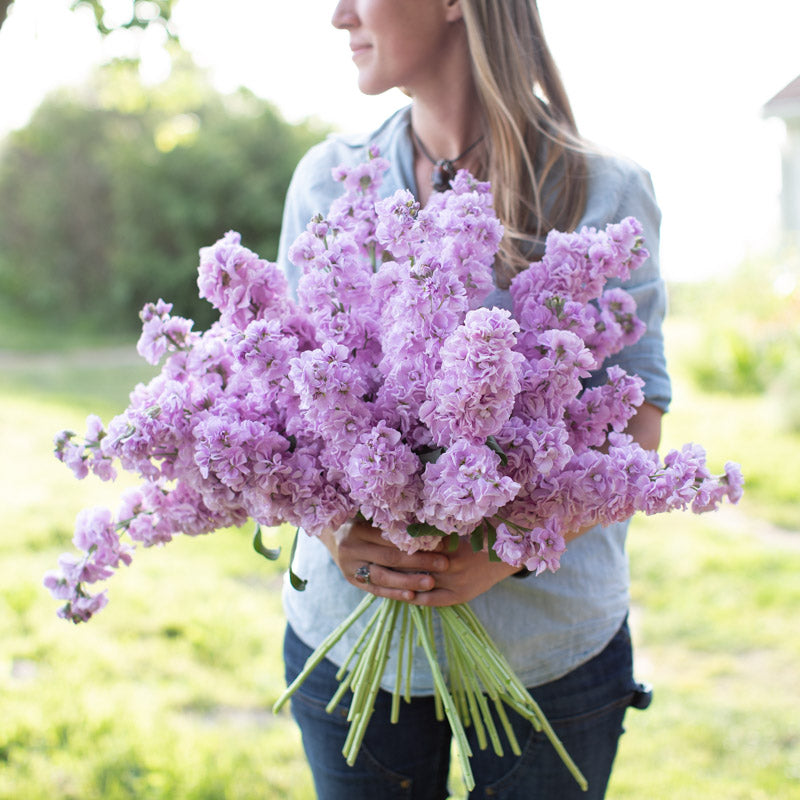 Stock Katz Lavender Light – Floret Library
