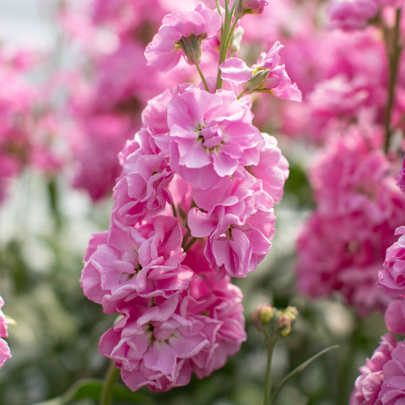 Stock Katz Pink – Floret Library