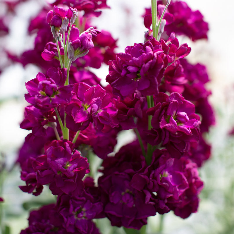 Stock Katz Purple – Floret Library