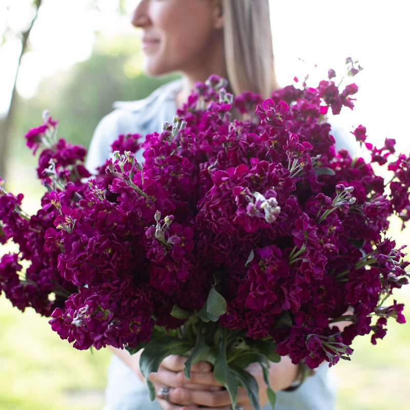 Stock Katz Purple – Floret Library