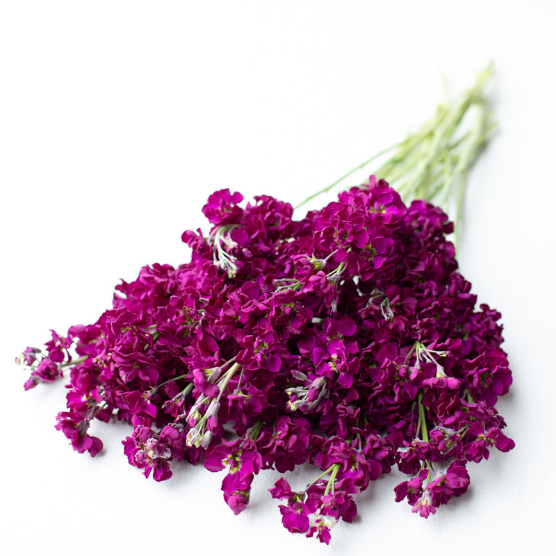 Stock Katz Purple – Floret Library