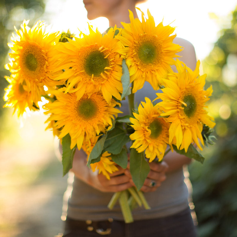 Sunflower Greenburst – Floret Library