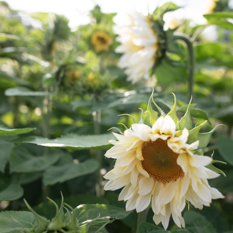 Sunflower ProCut White Lite – Floret Library