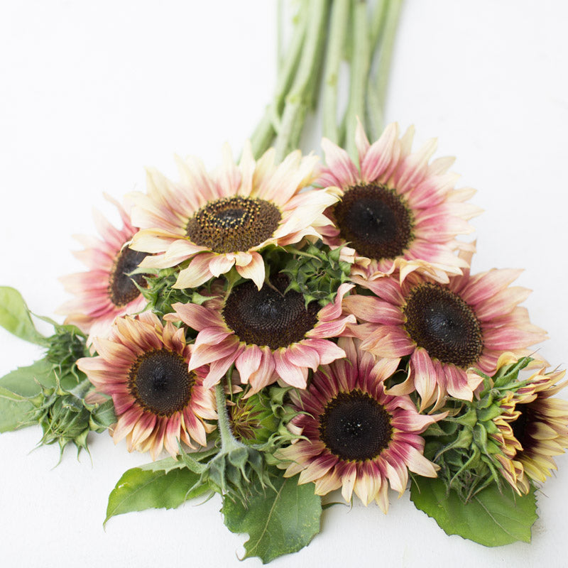 Sunflower Ruby Eclipse – Floret Library