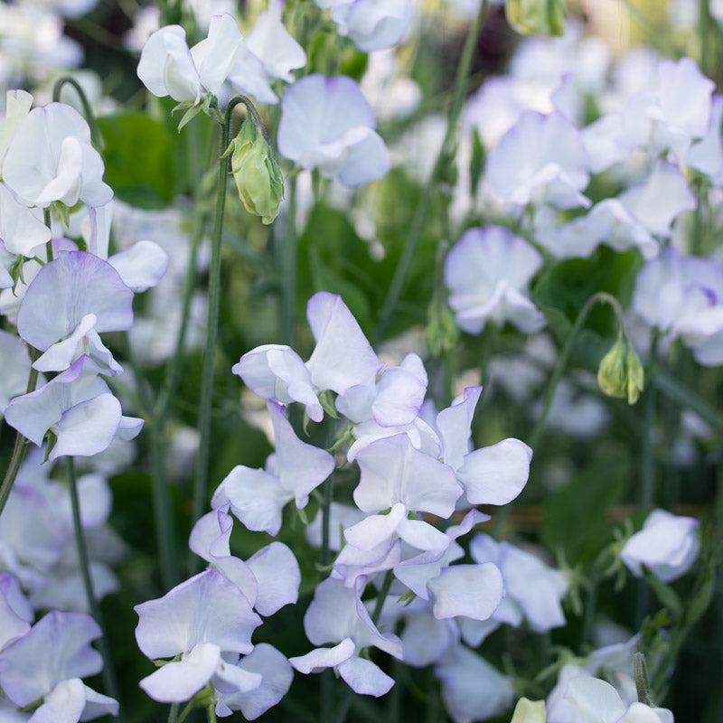 Sweet Pea Albutt Blue – Floret Library