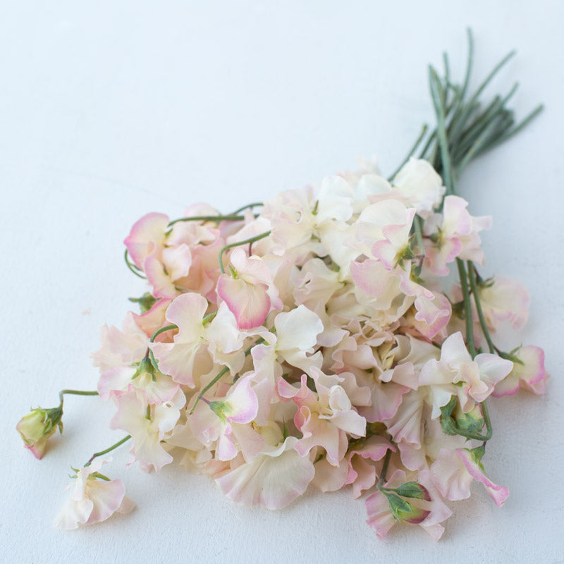 Sweet Pea Bix – Floret Library