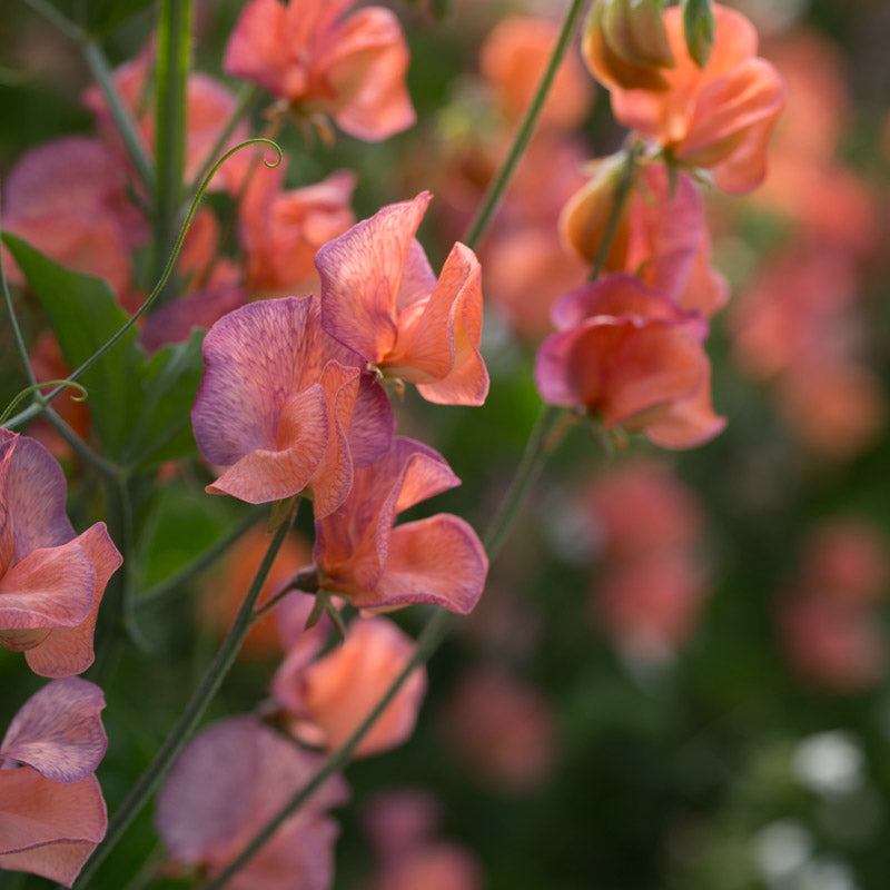 Sweet Pea Blue Vein – Floret Library