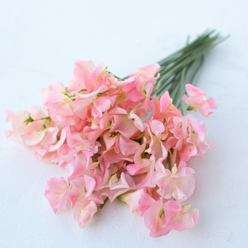 Sweet Pea Bobby’s Girl – Floret Library