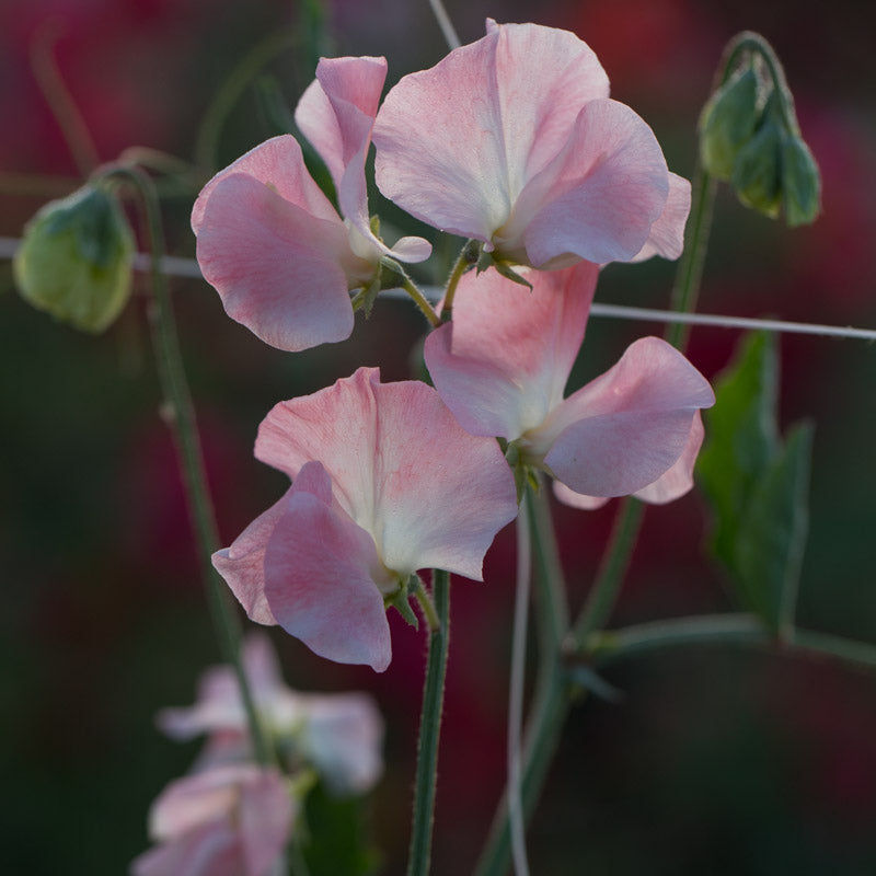 Sweet Pea Bobby’s Girl – Floret Library