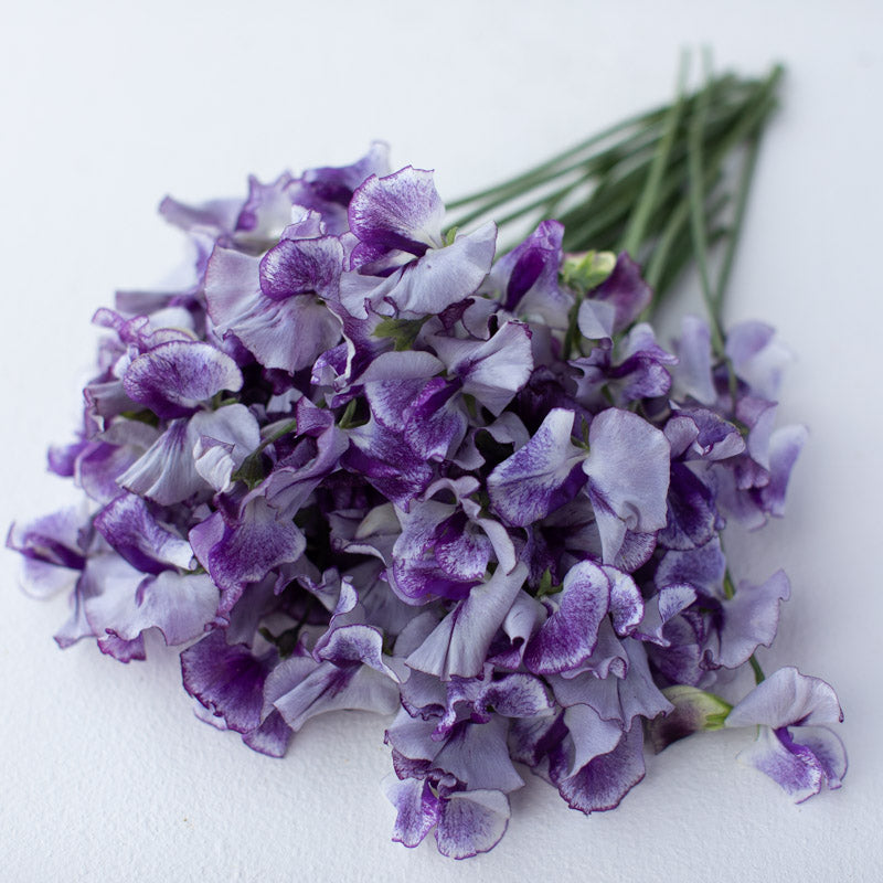 Sweet Pea Frances Kate – Floret Library