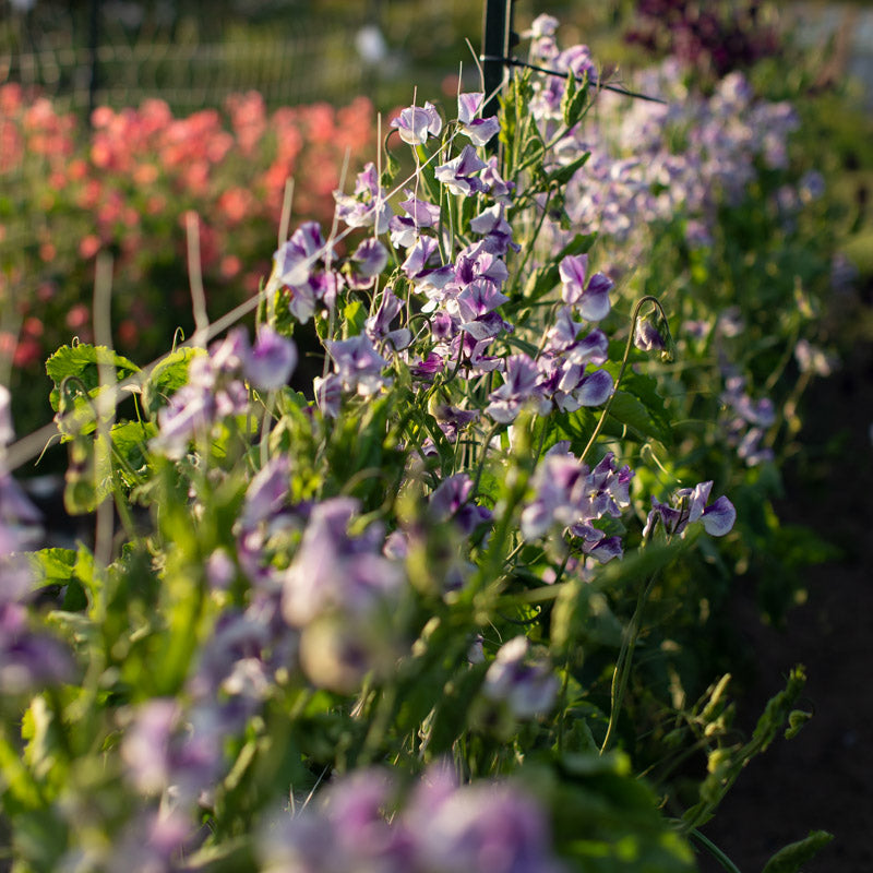 Sweet Pea Frances Kate – Floret Library