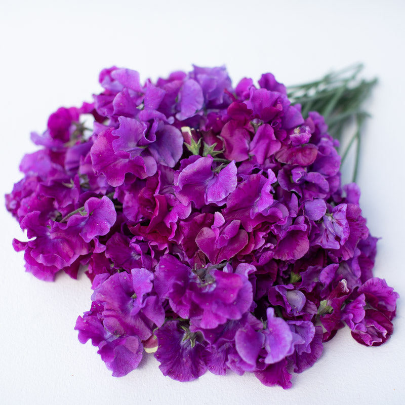Sweet Pea Richard & Judy – Floret Library
