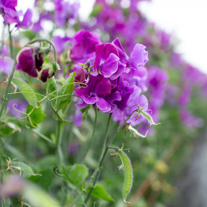 Sweet Pea Richard & Judy – Floret Library
