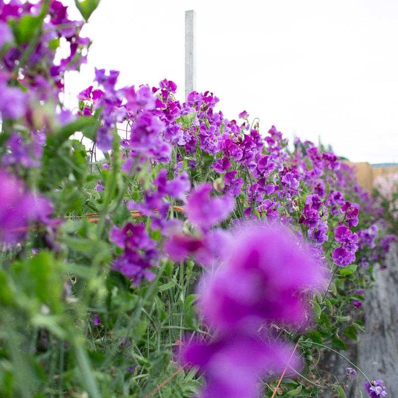 Sweet Pea Richard & Judy – Floret Library