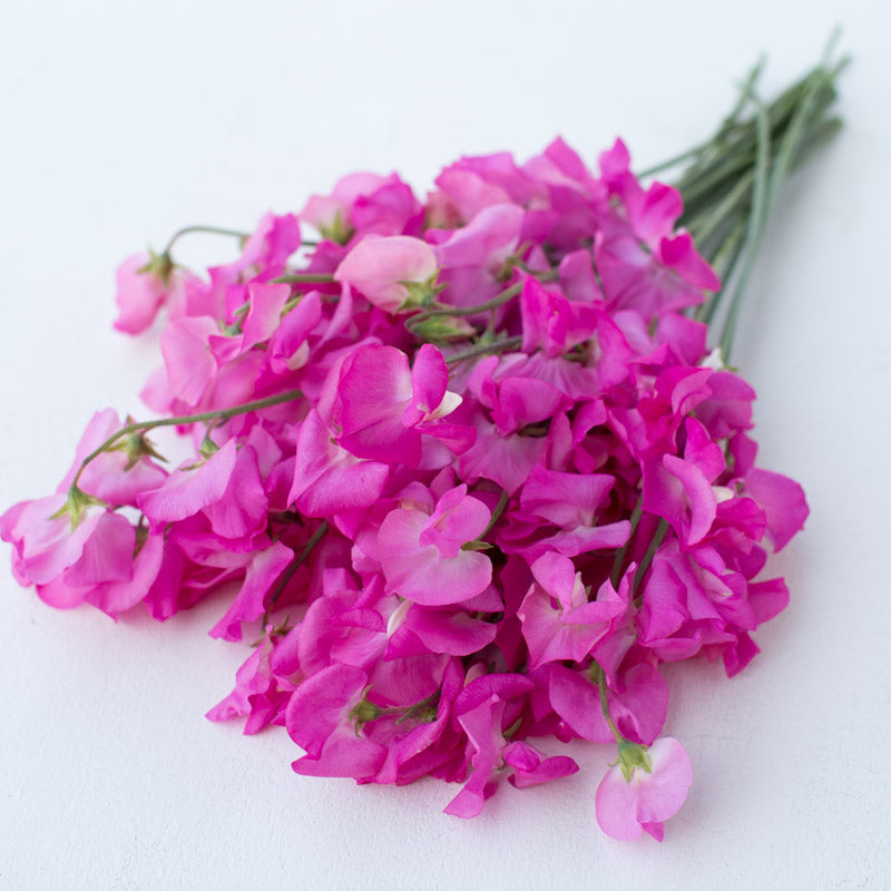 Sweet Pea Solstice Rose – Floret Library