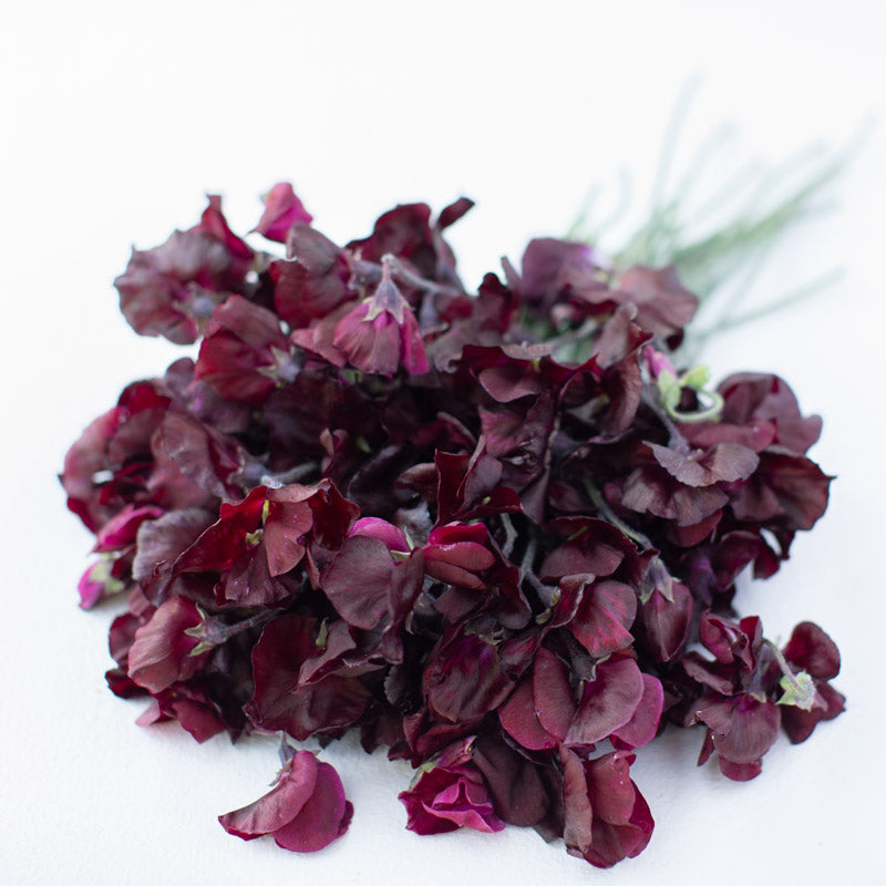 Sweet Pea Topsy – Floret Library