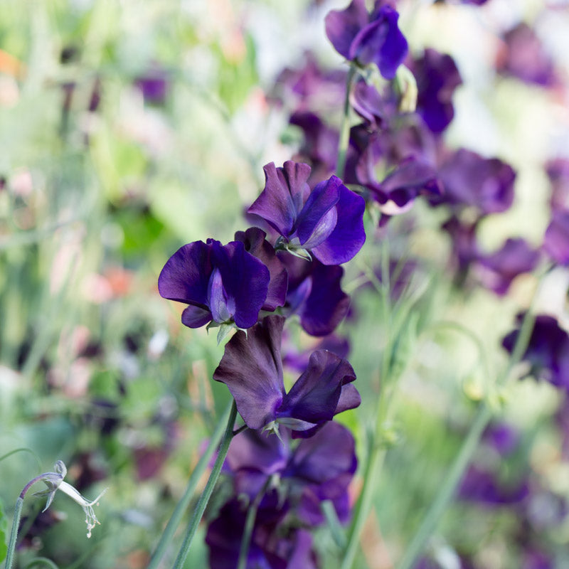 Sweet Pea Triple G – Floret Library