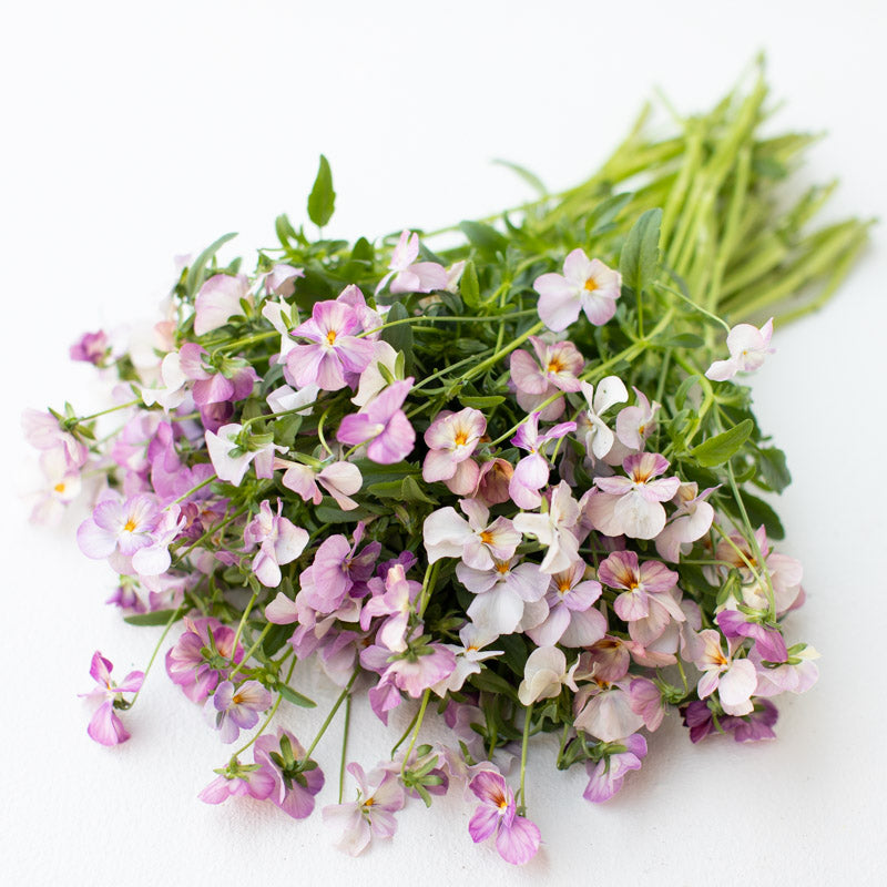 Viola Gem Pink Antique – Floret Library