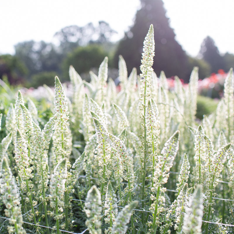 Mignonette White Mignonette – Floret Library