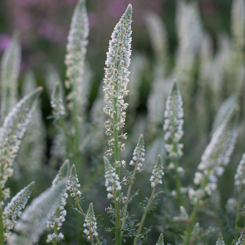 Mignonette White Mignonette – Floret Library