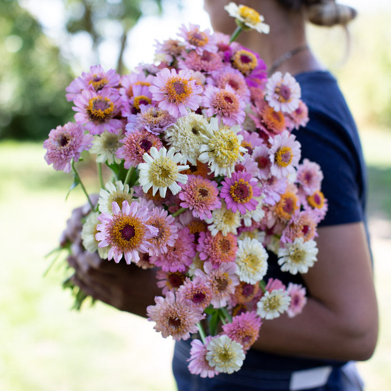 Zinnia Cresto! ‘Peaches and Cream’ – Floret Library