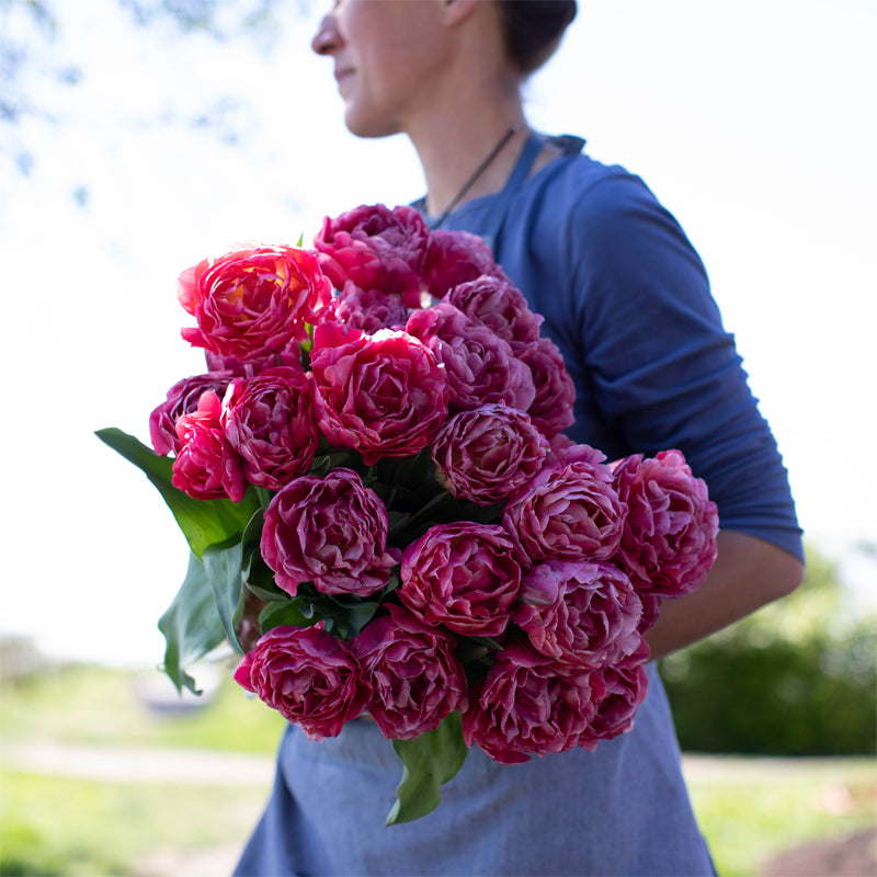 Tulip Adore – Floret Library