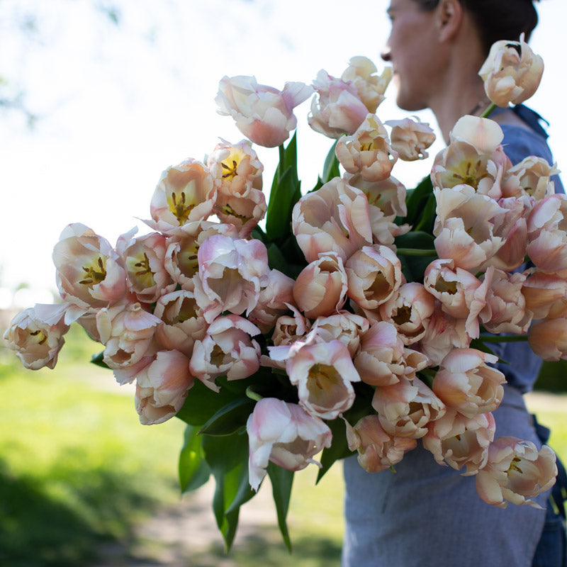 Tulip Apricot Pride – Floret Library