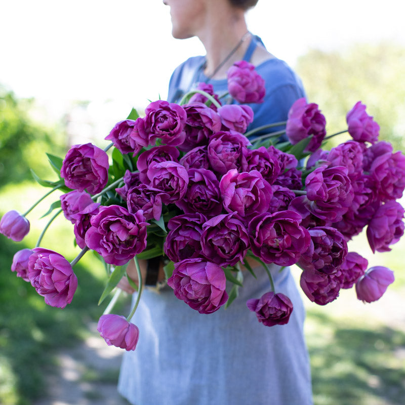 Tulip Backpacker – Floret Library