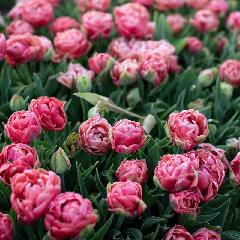 Tulip Copper Image – Floret Library