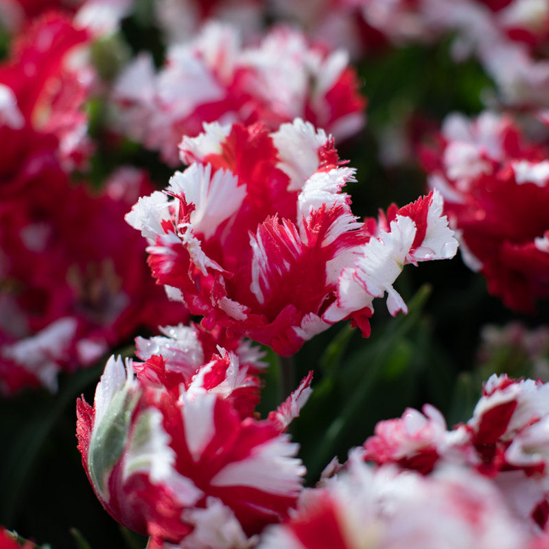 Tulip Estella Rijnveld – Floret Library