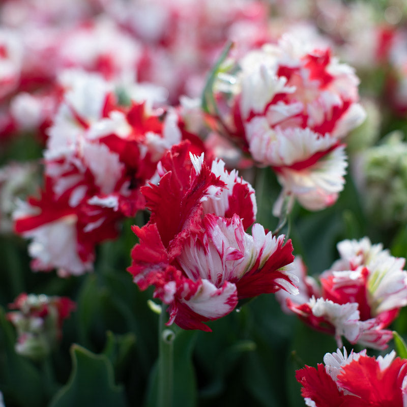 Tulip Estella Rijnveld – Floret Library