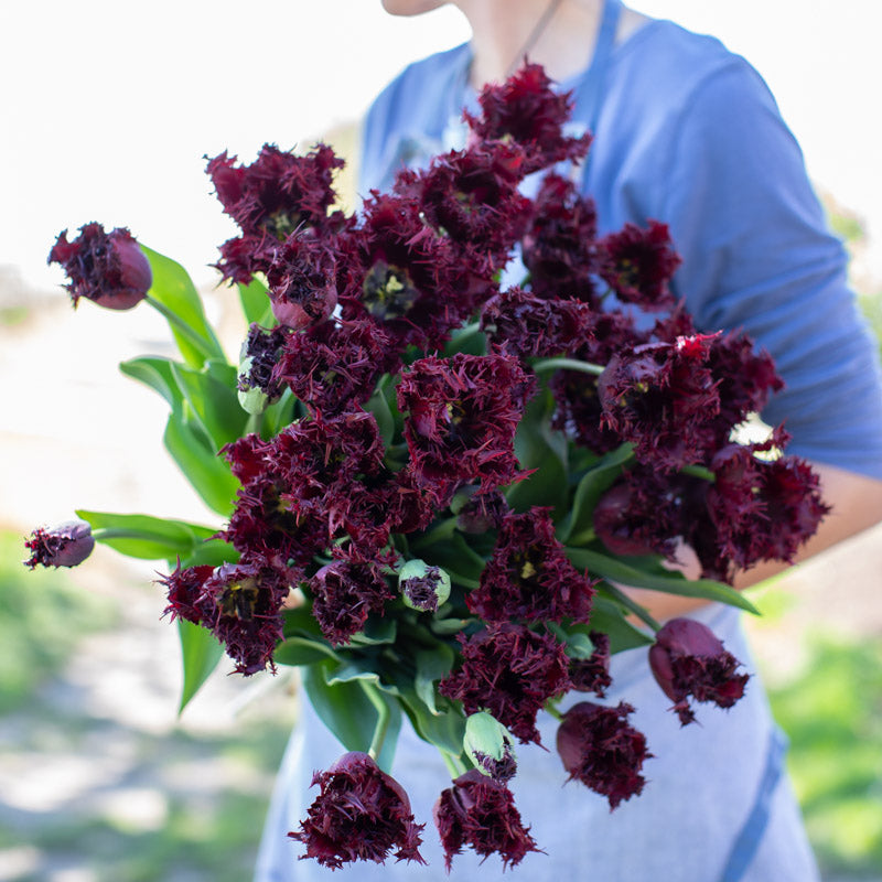 Tulip Labrador – Floret Library