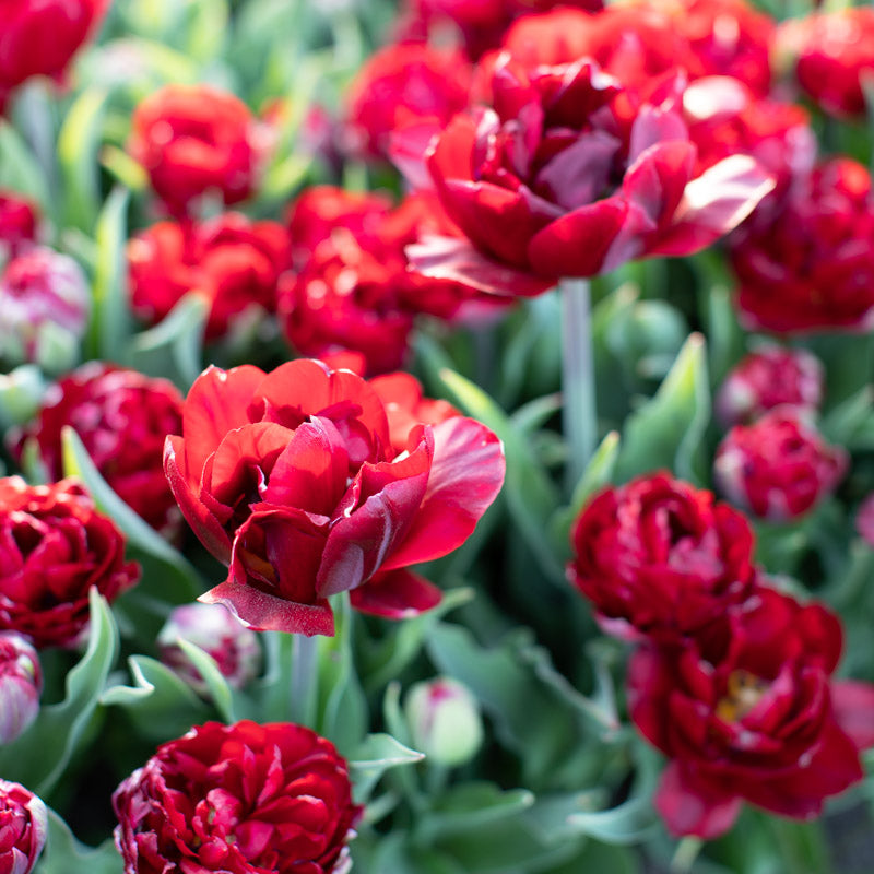 Tulip Queen of the Congo – Floret Library