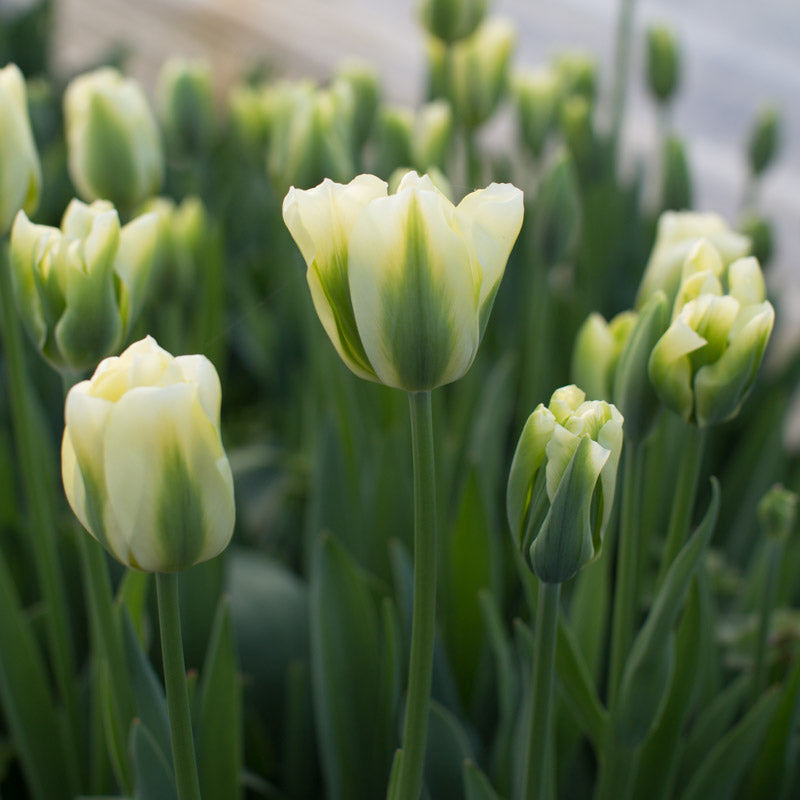 Tulip Spring Green – Floret Library