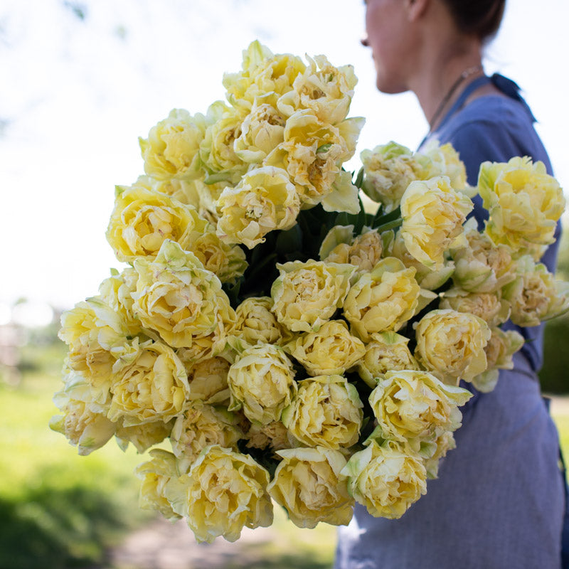 Tulip Verona – Floret Library