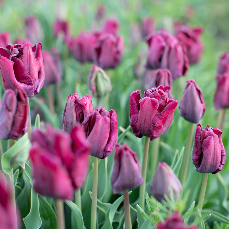 Tulip Victoria’s Secret – Floret Library