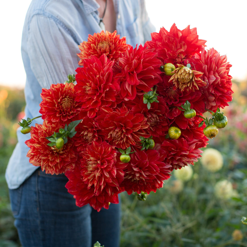 Dahlia Caliente – Floret Library