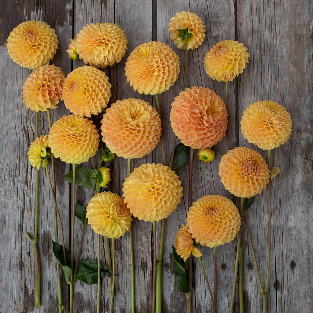 Dahlia Formby Crest – Floret Library