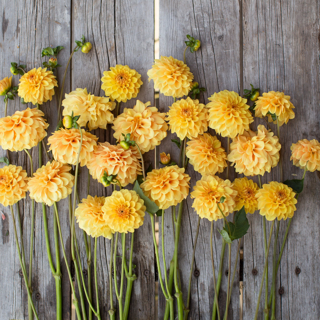 Dahlia Golden Scepter – Floret Library