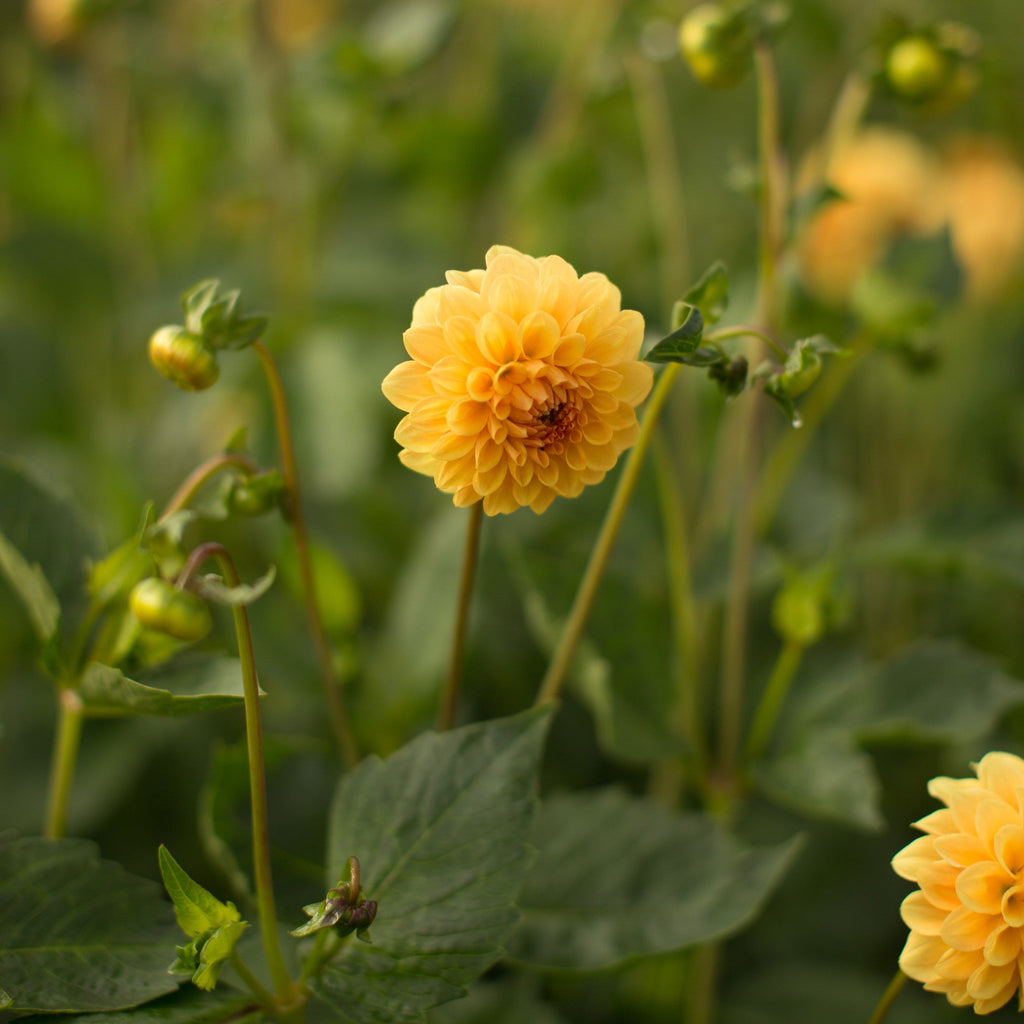 Dahlia Golden Scepter – Floret Library