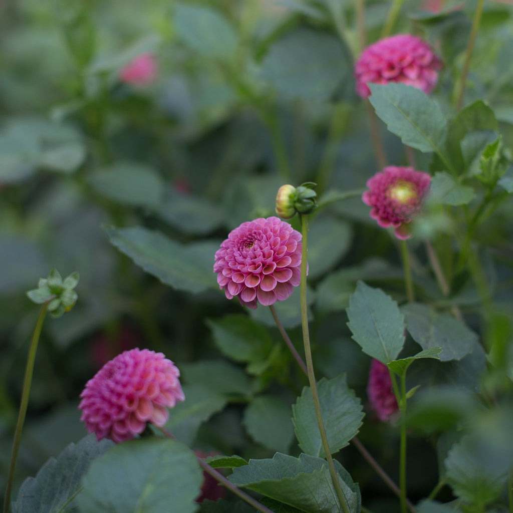 Dahlia Koko Puff – Floret Library