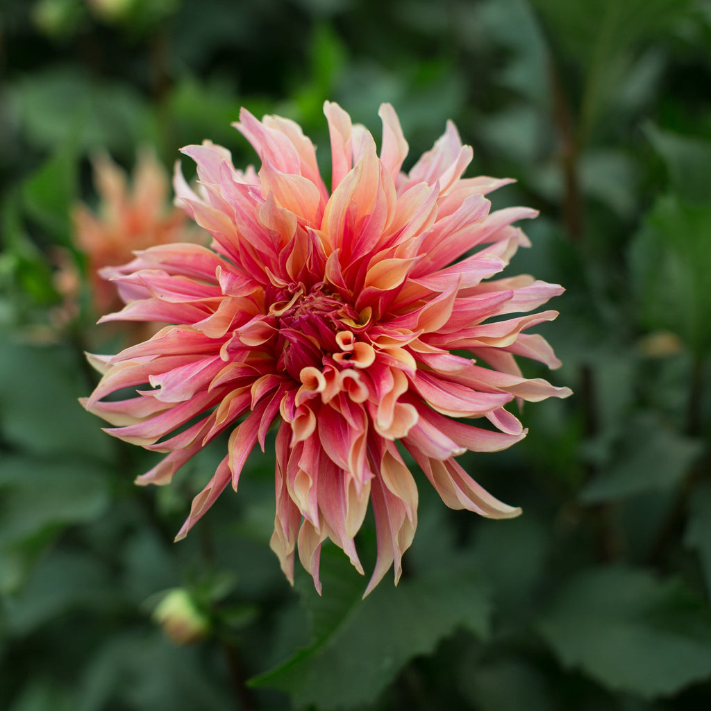 Dahlia Labyrinth – Floret Library