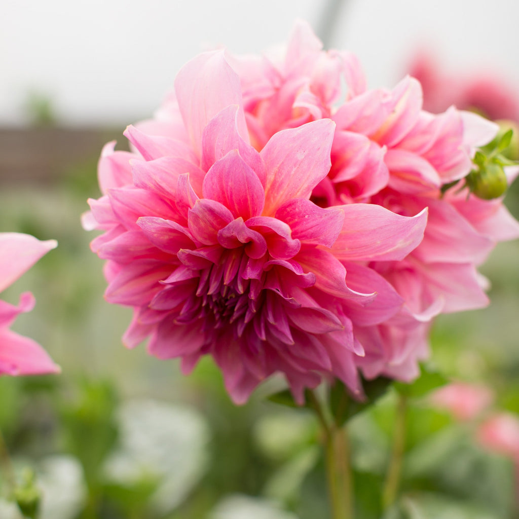 Dahlia Otto’s Thrill – Floret Library