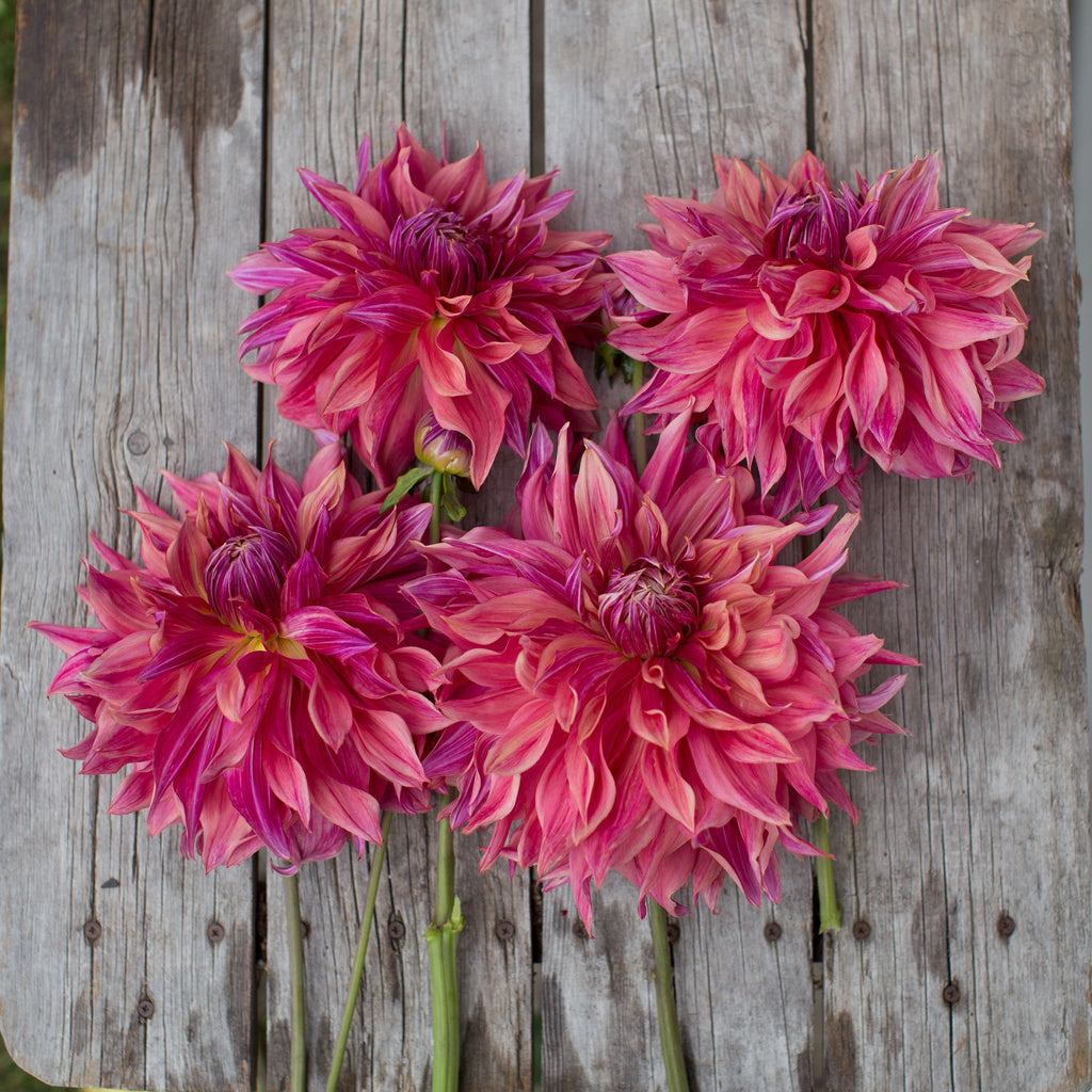 Dahlia Penhill Dark Monarch – Floret Library