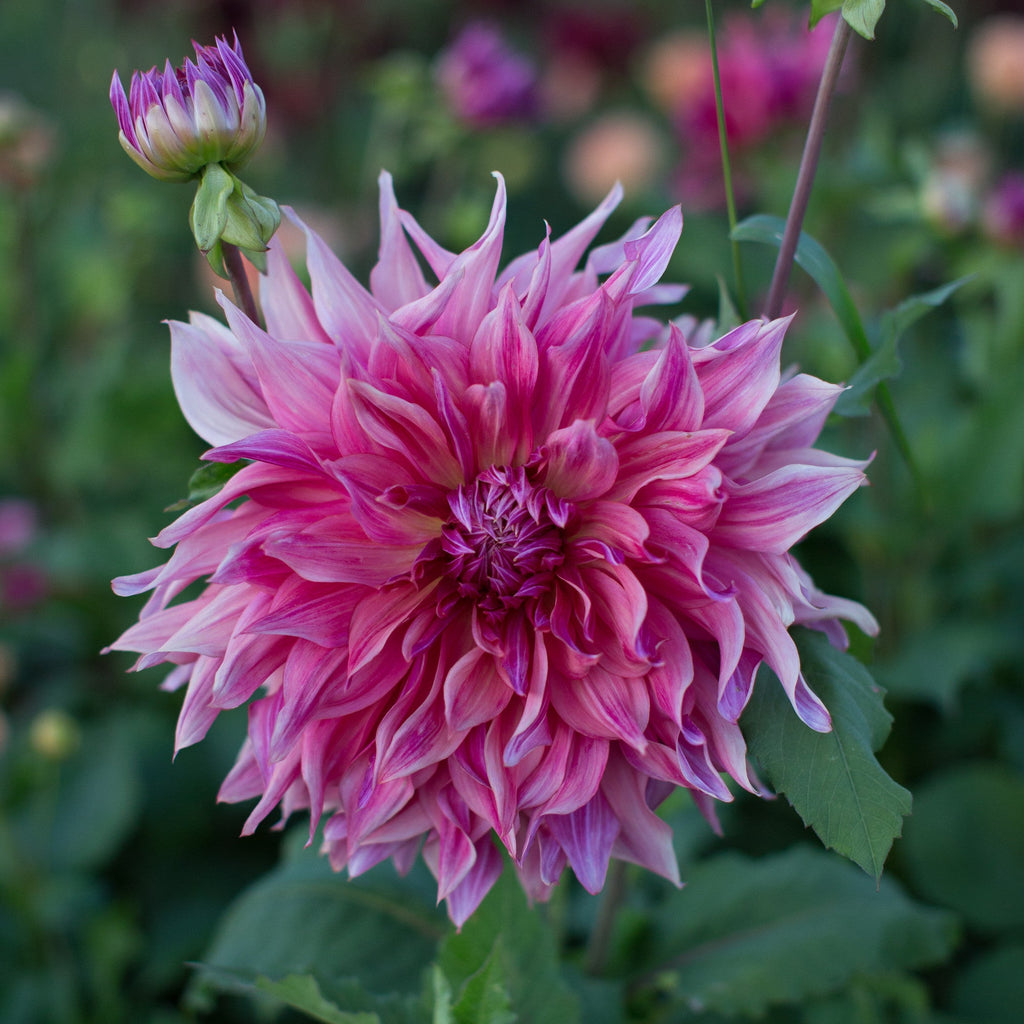 Dahlia Penhill Dark Monarch – Floret Library