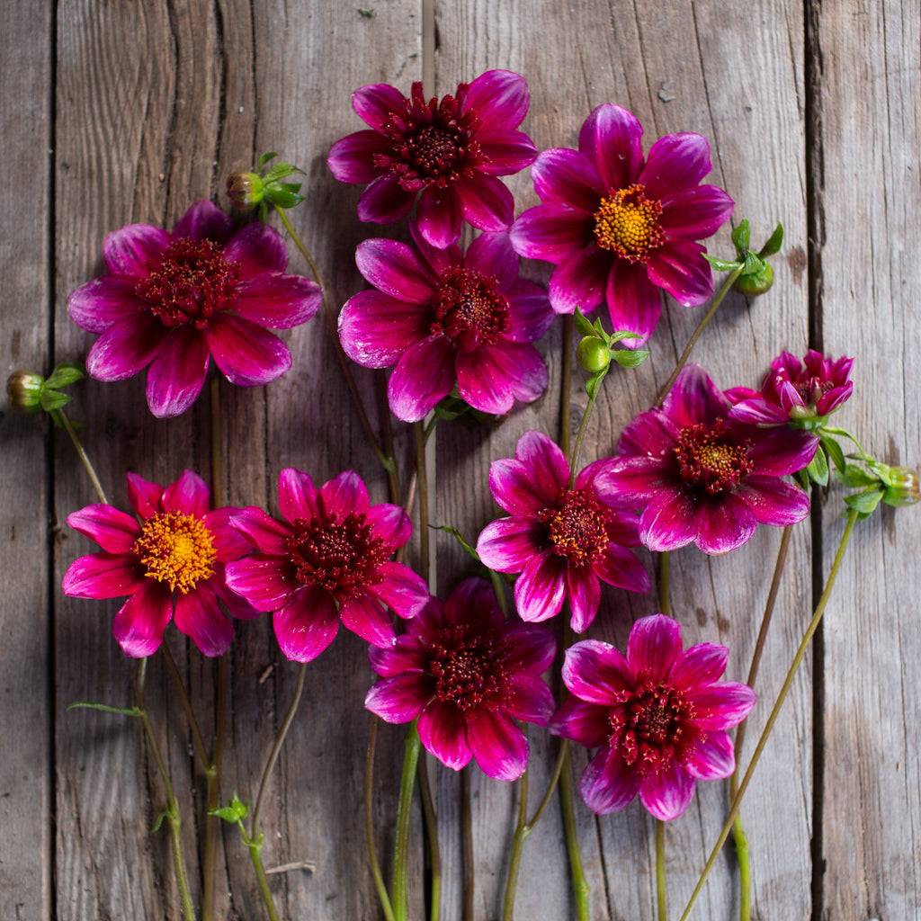 Dahlia Rock Star – Floret Library