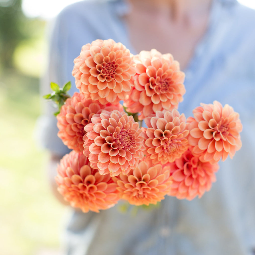 Dahlia Rose Toscano – Floret Library