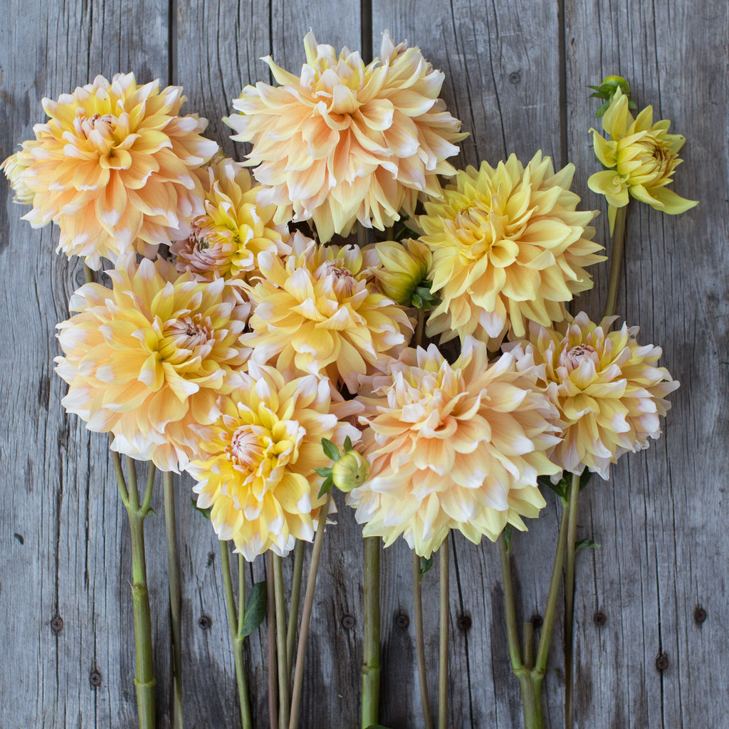 Dahlia Seattle – Floret Library